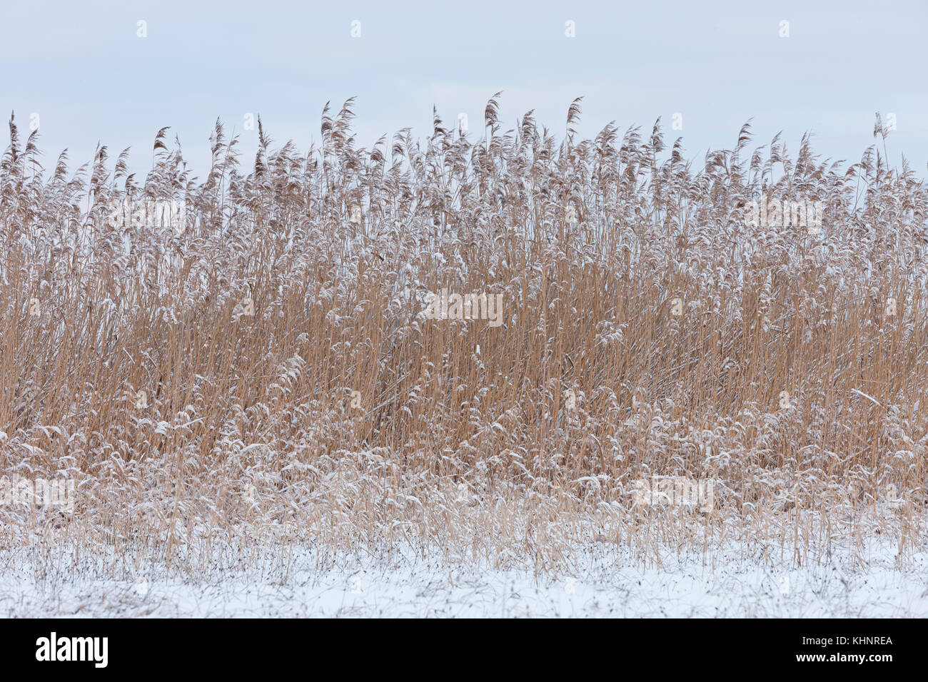 Common Reed (Phragmites australis) grasses in winter, Germany Stock ...