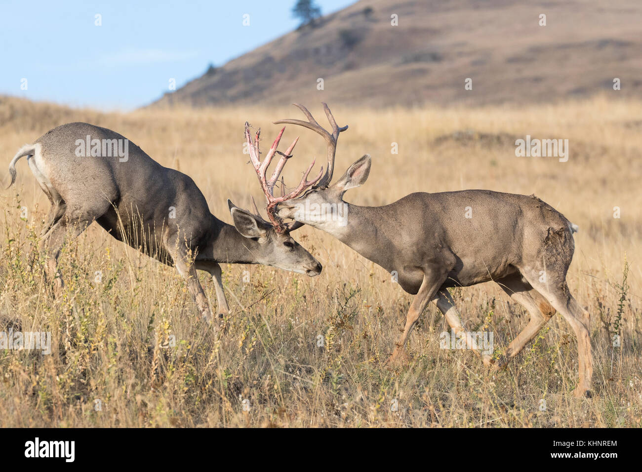 Mule Deer (Odocoileus hemionus) bucks fighting, central Montana Stock ...