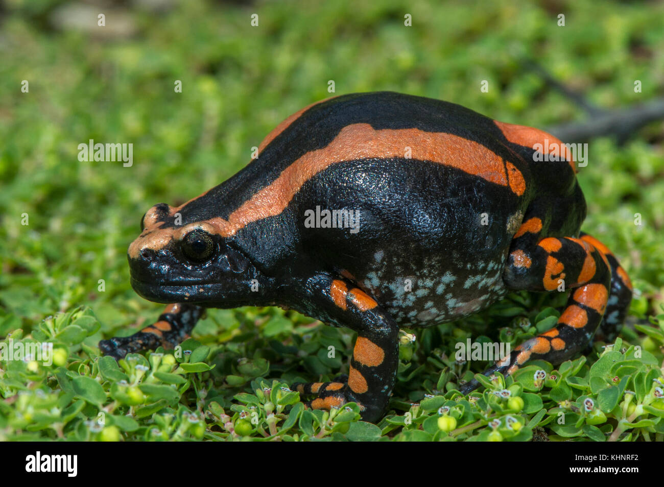 Red-banded Rubber Frog (Phrynomantis bifasciatus), Marakele National ...