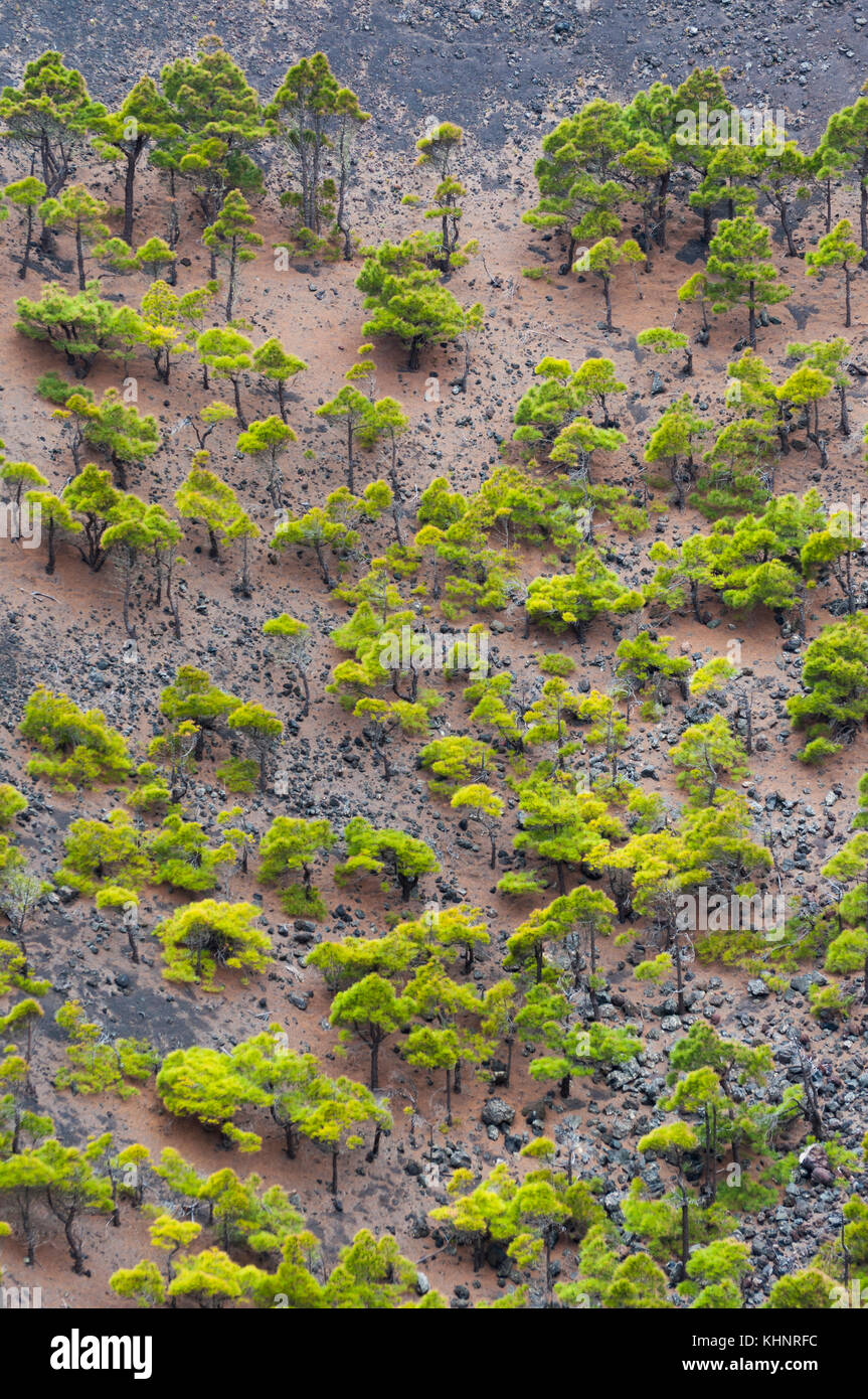 Canary Island Pine (Pinus canariensis) trees on volcanic mountainside ...