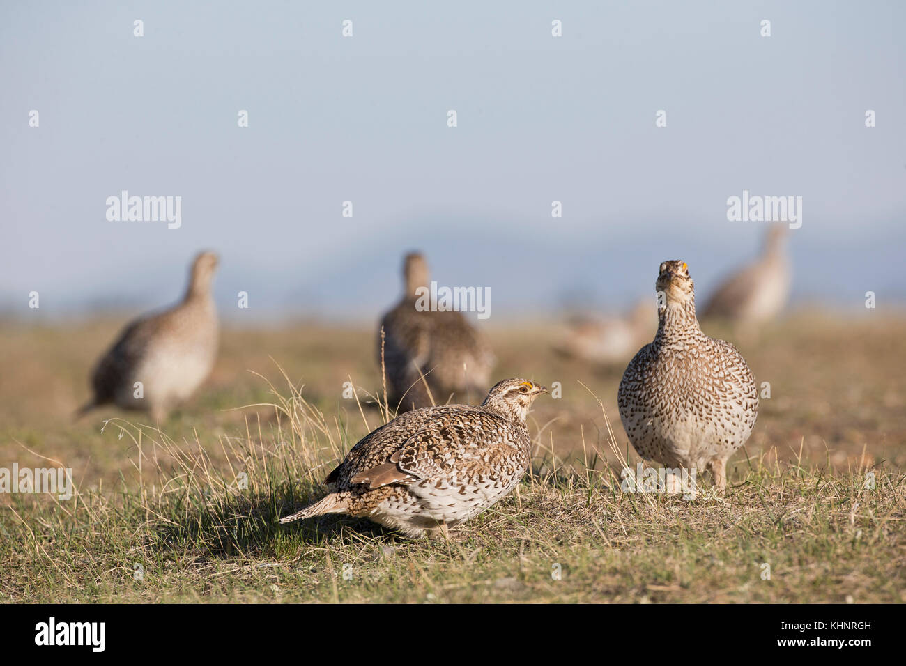 Sharp-tailed Grouse (Tympanuchus phasianellus) group at lek, eastern ...