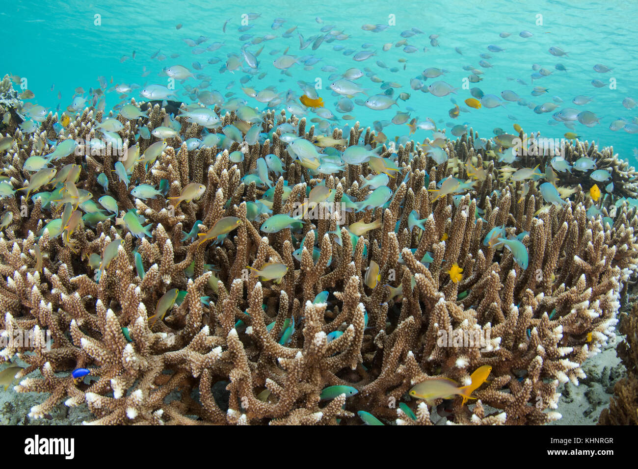 Staghorn Coral (Acropora formosa) and fish school, Raja Ampat Islands ...