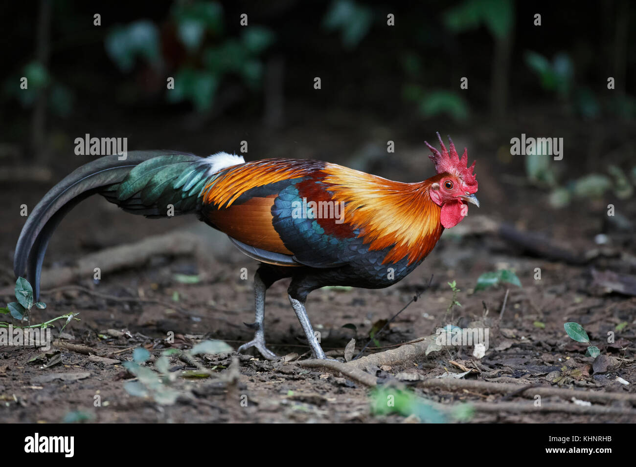 Green Junglefowl (Gallus varius), Kaeng Krachan National Park, Thailand ...