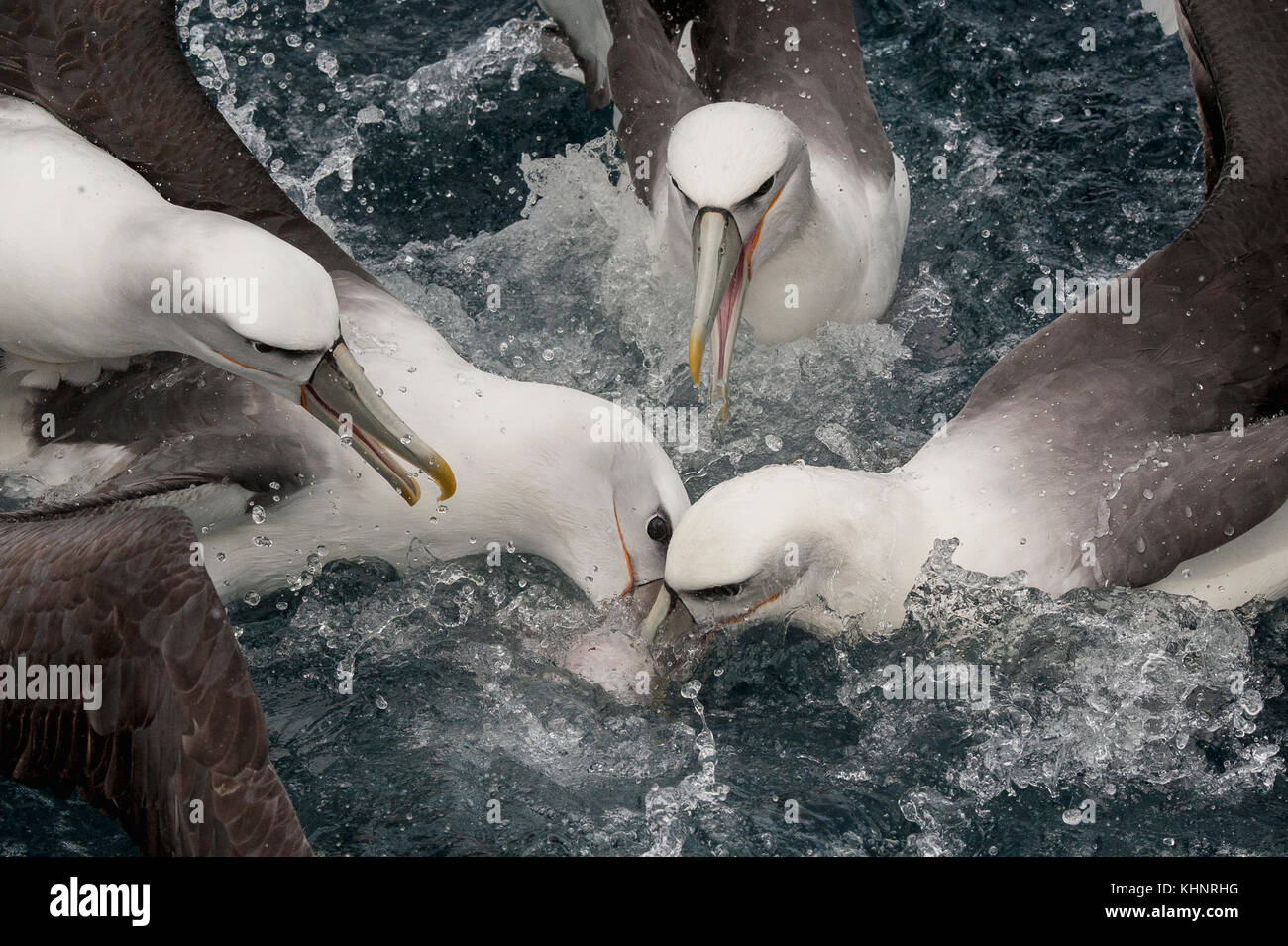 Shy Albatross (Thalassarche cauta) group fighting over food, Stewart ...