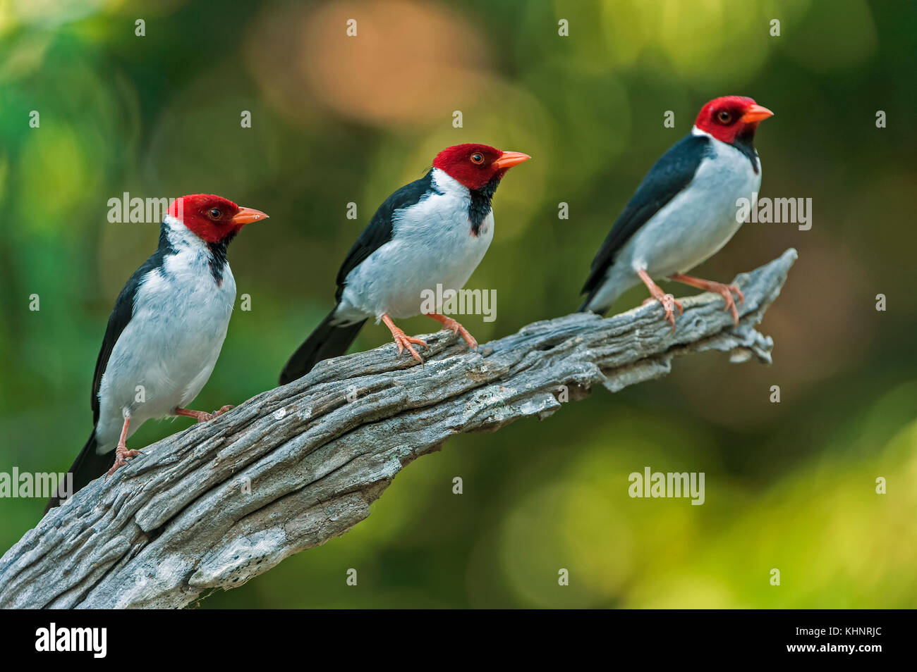 Yellow-billed Cardinal (Paroaria capitata) trio, Pantanal, Mato Grosso ...