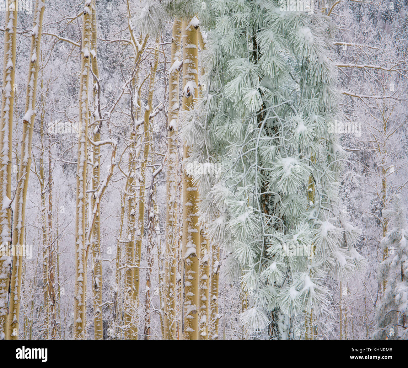 Quaking Aspen (Populus tremuloides) and Ponderosa Pine (Pinus ponderosa ...