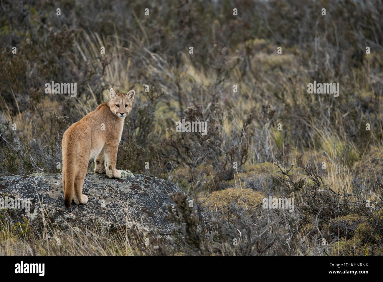Mountain Lion (Puma concolor) six month old male cub in pre-andean ...