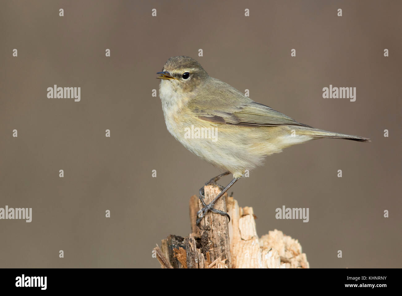 "Common Chiffchaff (Phylloscopus collybita), Bavaria, Germany Stock ...