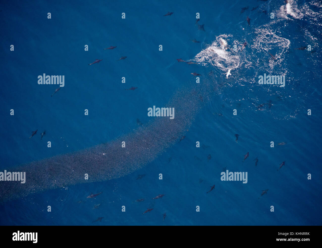 Pacific Bluefin Tuna (Thunnus orientalis) group feeding on Northern ...