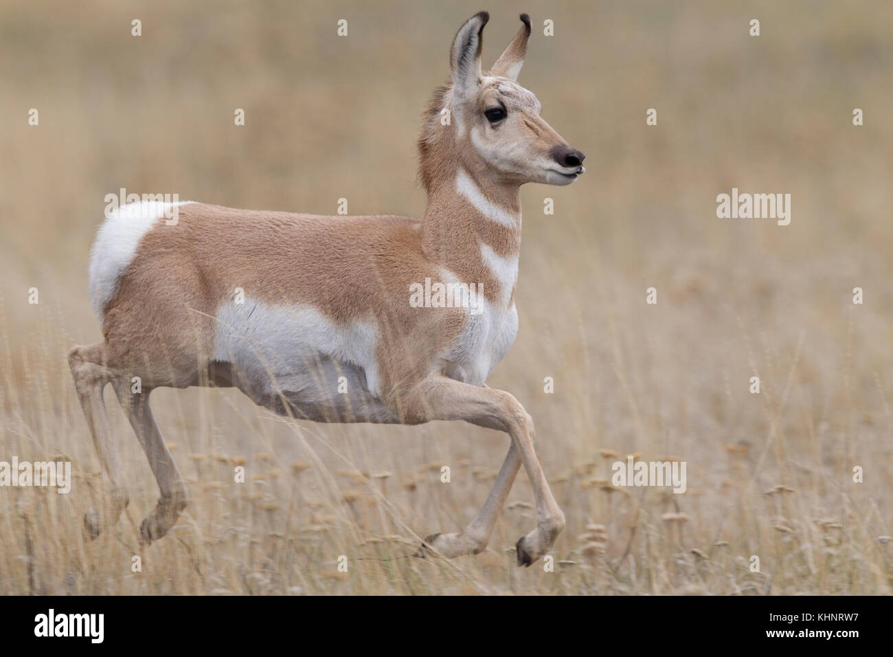 Pronghorn Antelope (Antilocapra americana) fawn running in fall ...