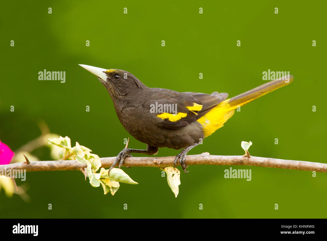 Mexican Cacique (Cacicus melanicterus) female, Mexico Stock Photo - Alamy