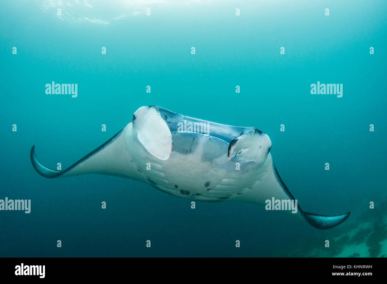 Manta Ray (Manta birostris), Raja Ampat Islands, Indonesia Stock Photo ...