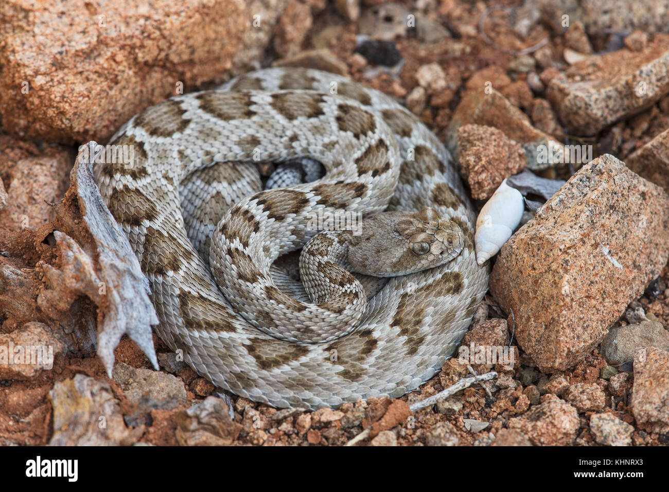 Santa Catalina Rattlesnake (Crotalus catalinensis), Santa Catalina ...