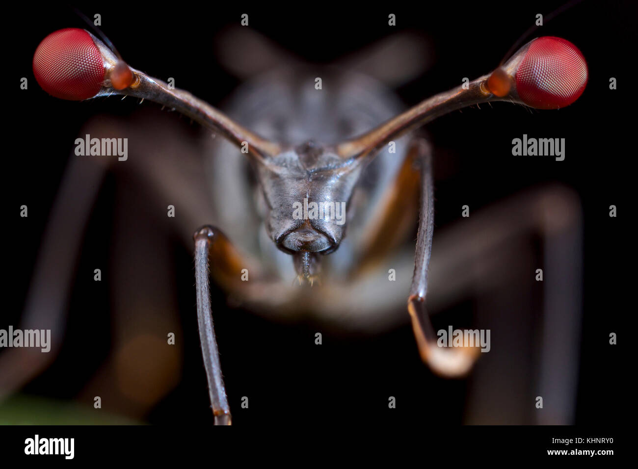 Stalk-eyed Fly (Diopsidae) female compound eyes, Mount Isarog National ...