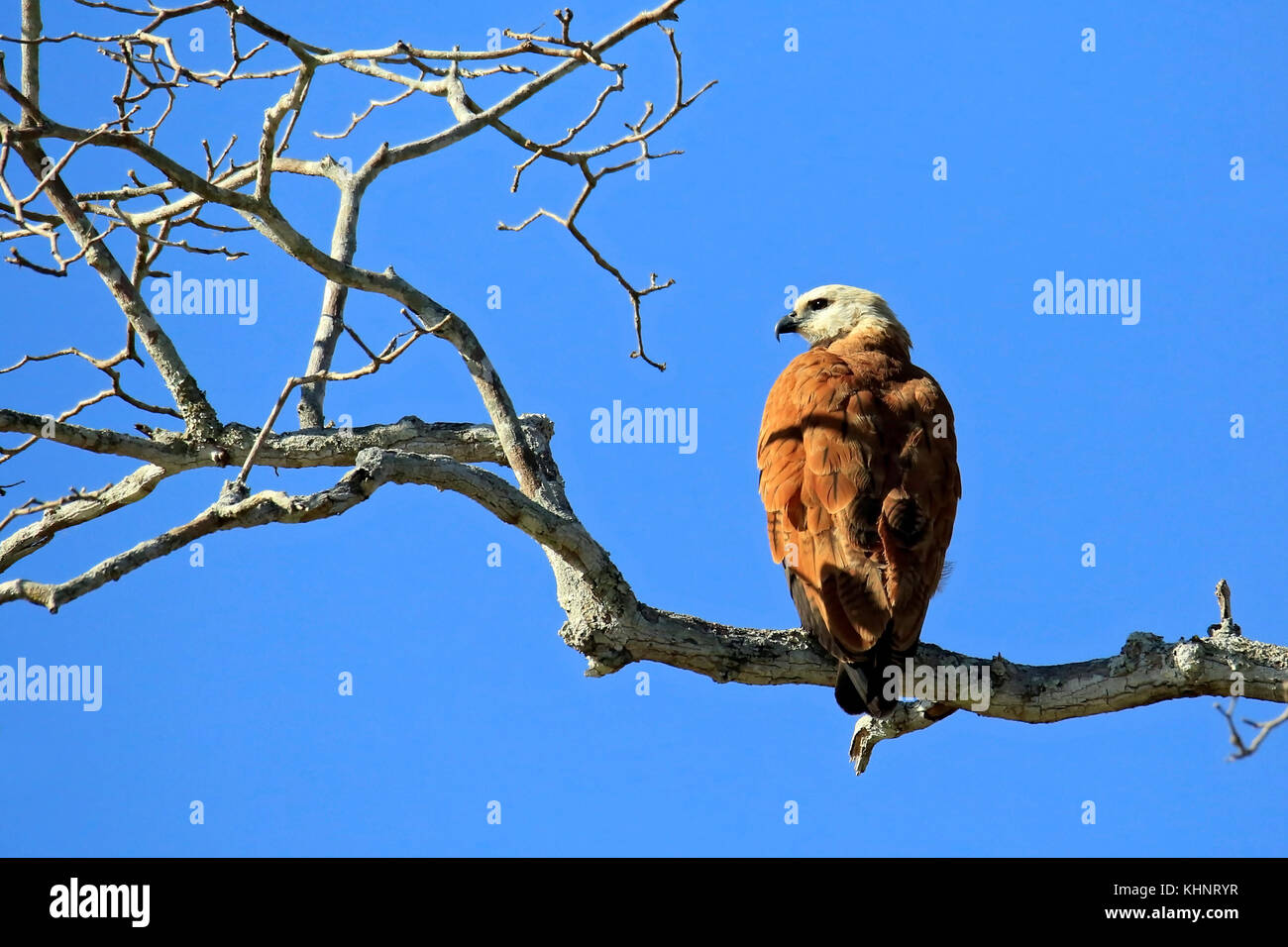 Black-collared Hawk in Profile, on a Branch. Rio Claro, Pantanal ...