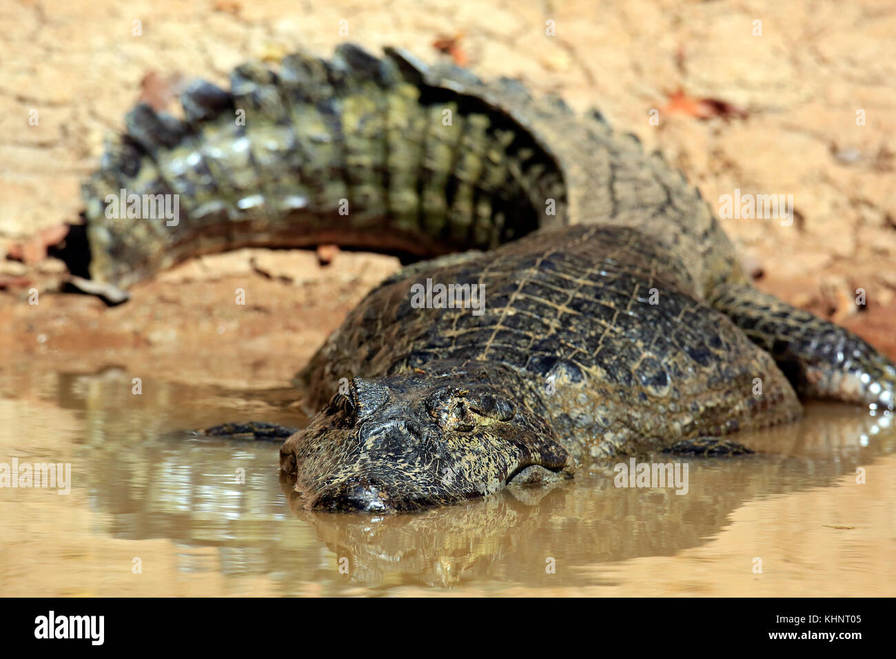 Spectacled Caiman the Water by the River Bank. Rio Claro, Pantanal ...