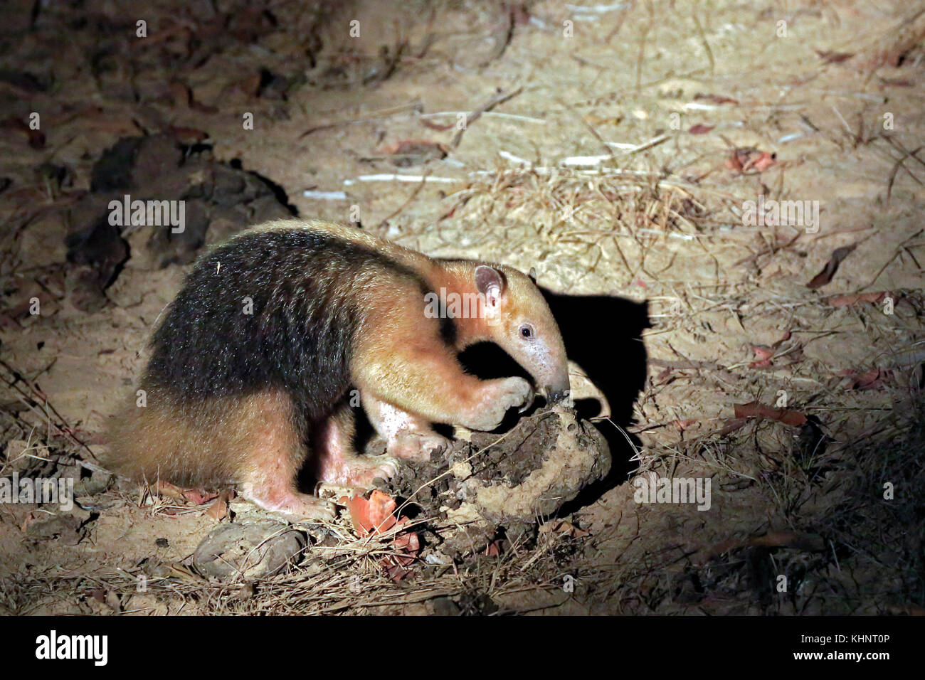 Collared Anteater, aka Southern Tamandua, Lesser Anteater. Rio Claro ...