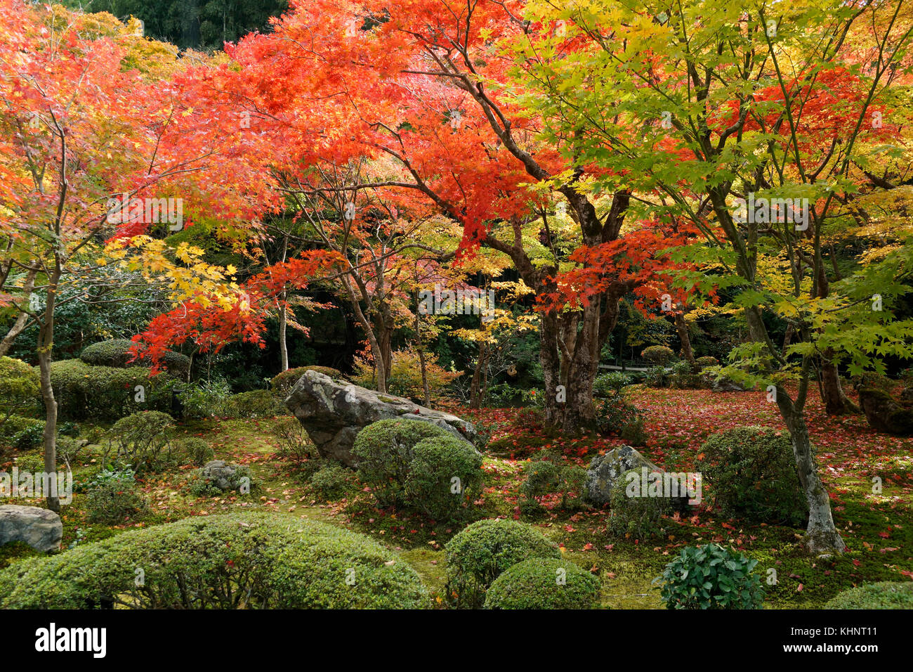 Japanese Maple (Acer palmatum) trees in fall, Kyoto, Japan Stock Photo ...