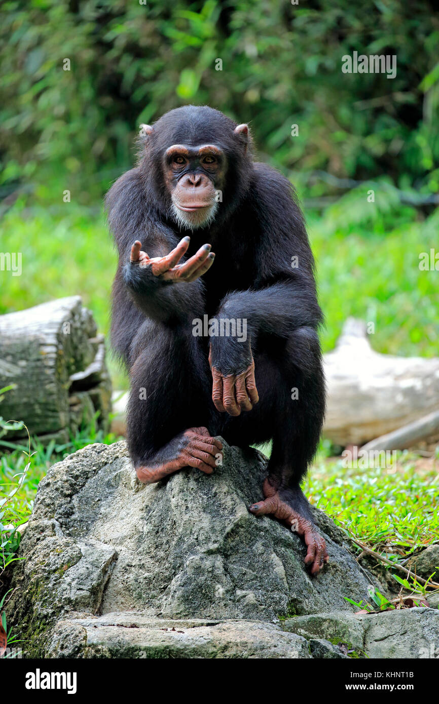 Chimpanzee (Pan troglodytes) sub-adult begging for food, Singapore Zoo ...