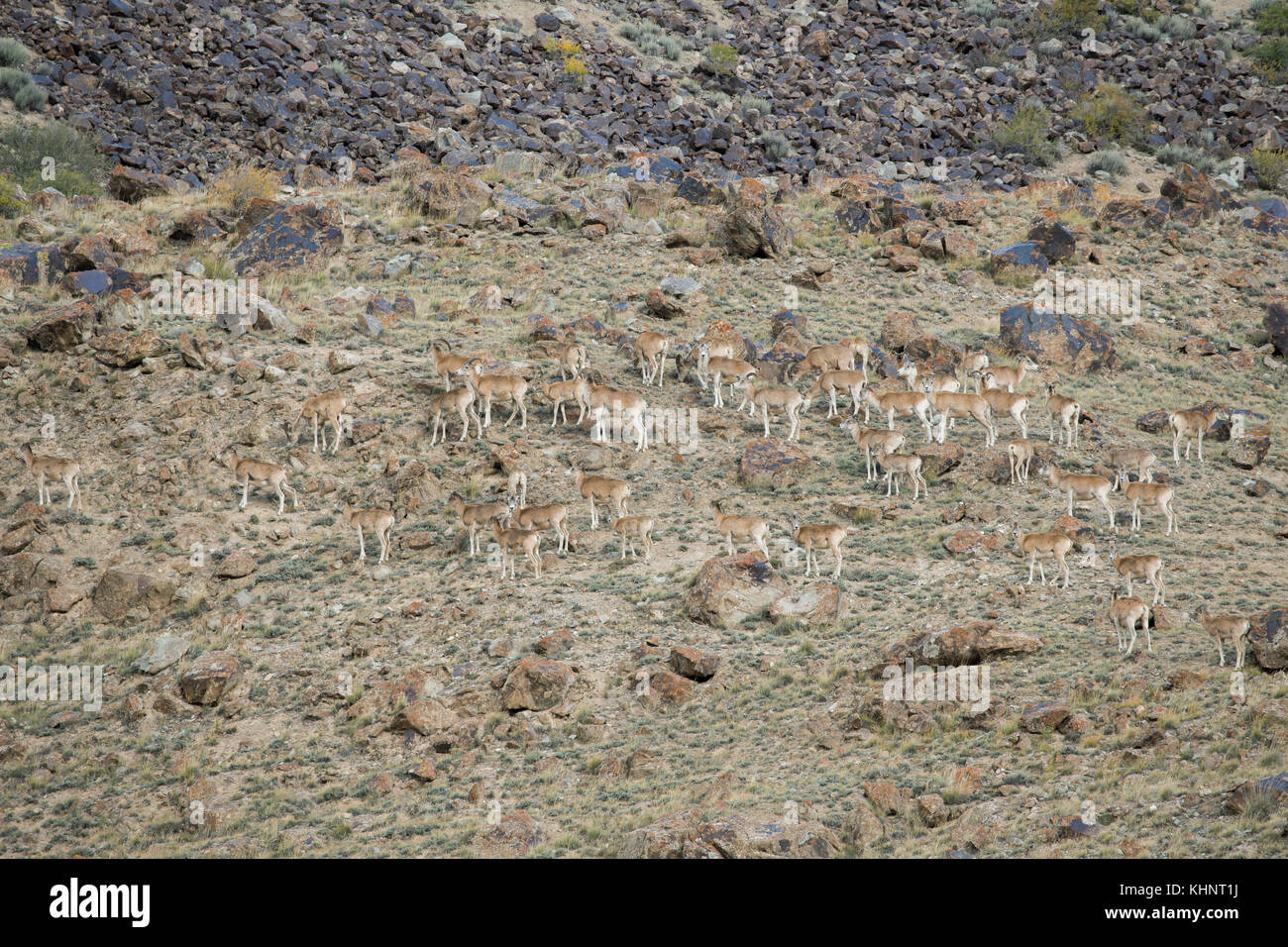 Argali (Ovis ammon) female flock, Sarychat-Ertash Strict Nature Reserve ...