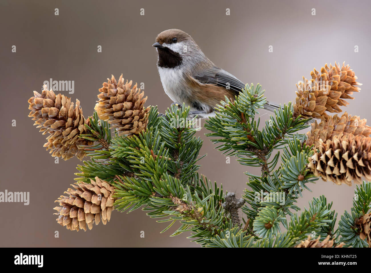 Boreal Chickadee (Poecile hudsonicus) in pine, Alaska Stock Photo - Alamy