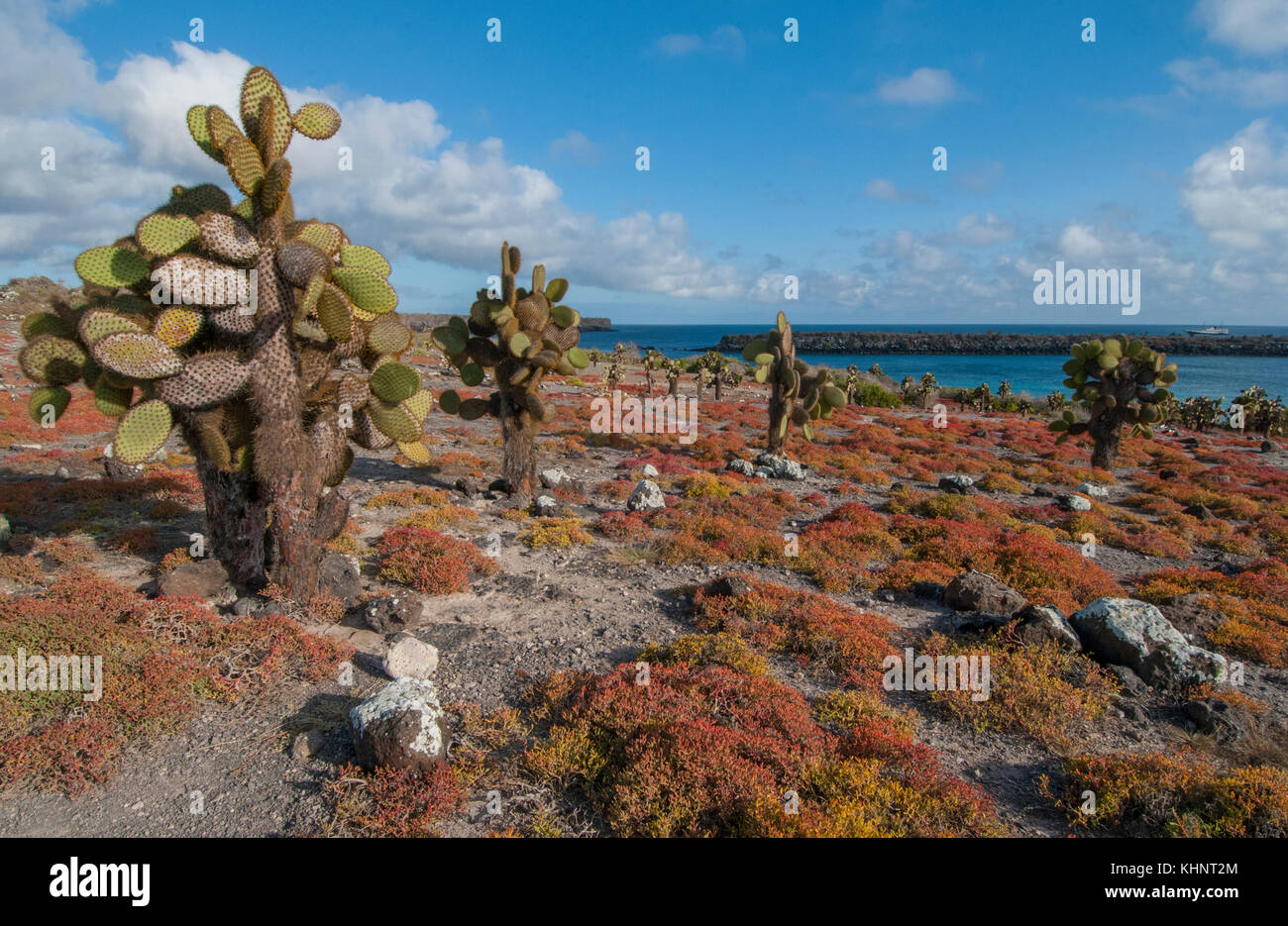 Opuntia (Opuntia echios) cacti, Galapagos Islands, Ecuador Stock Photo ...