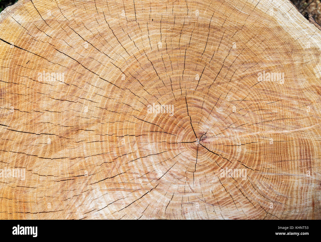 Top view tree stump hi-res stock photography and images - Alamy