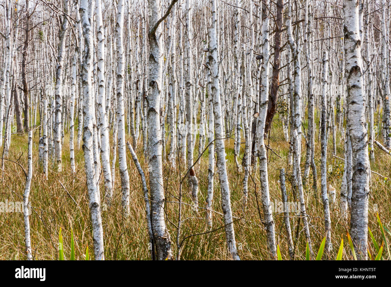 Brich background - Poland Stock Photo - Alamy