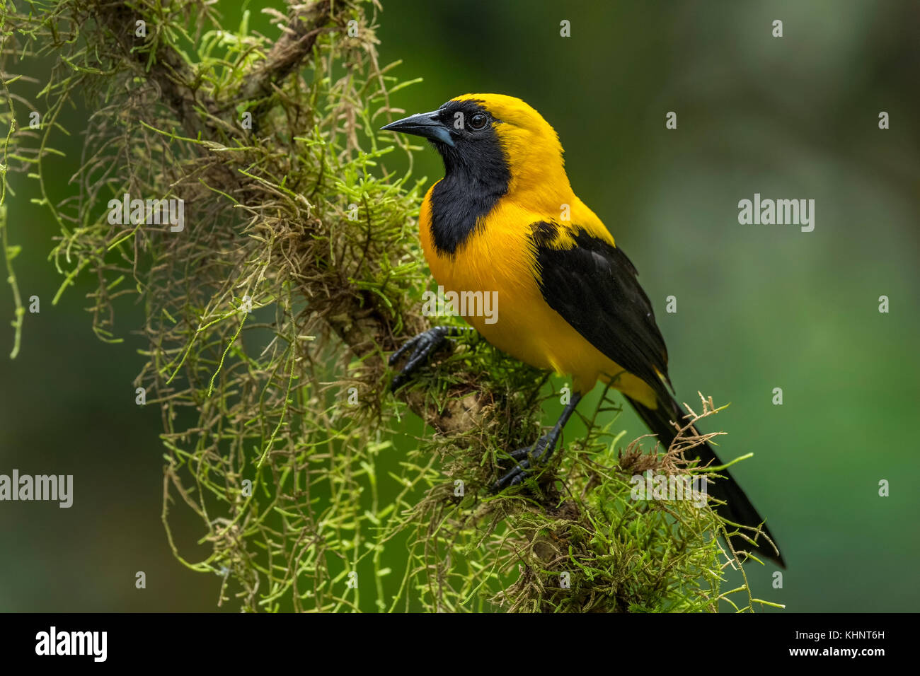 Yellow-backed Oriole (Icterus chrysater) male, Sierra Nevada de Santa ...