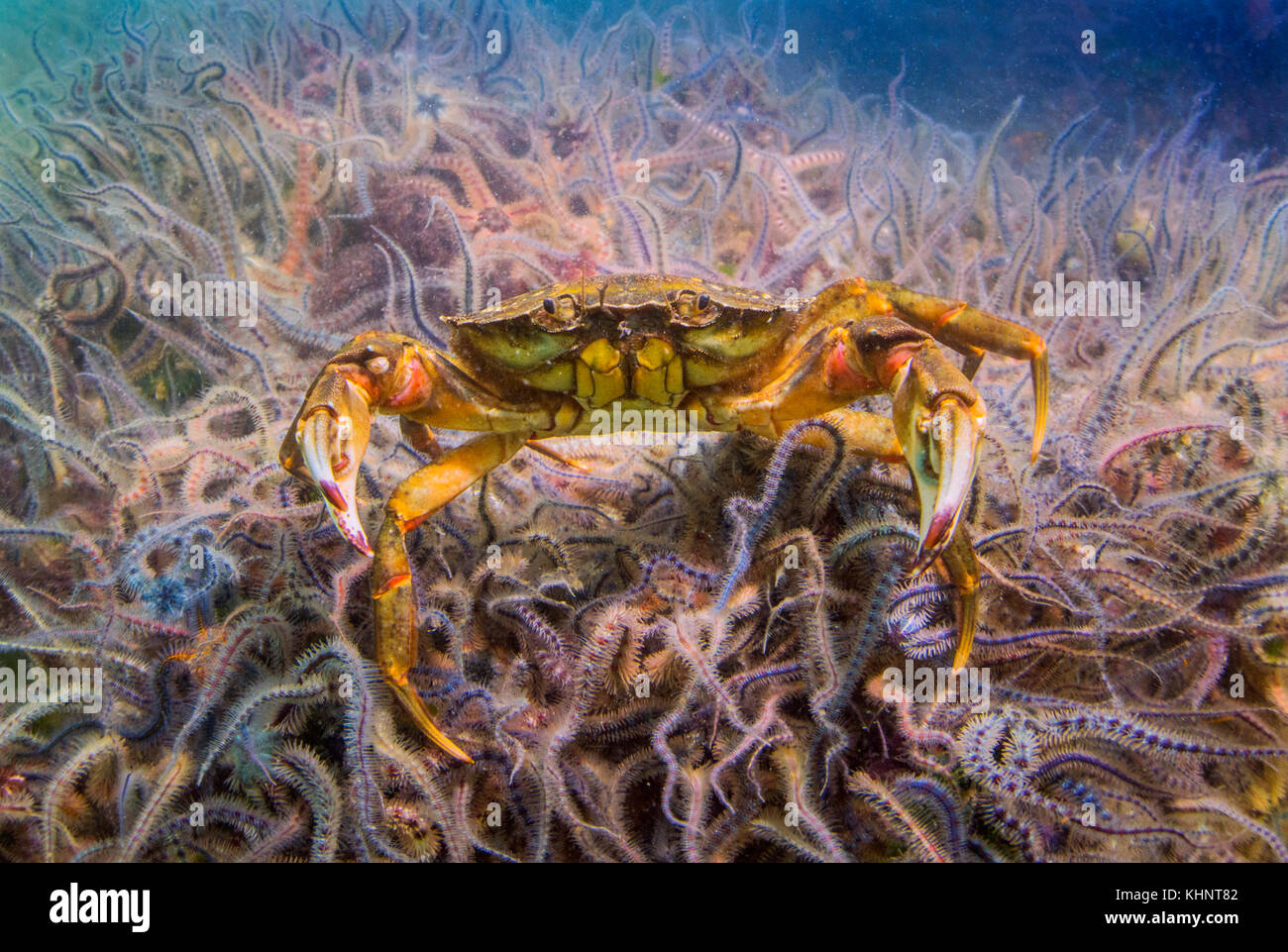 Common Shore Crab (Carcinus maenas) and brittlestars, Burghsluis ...