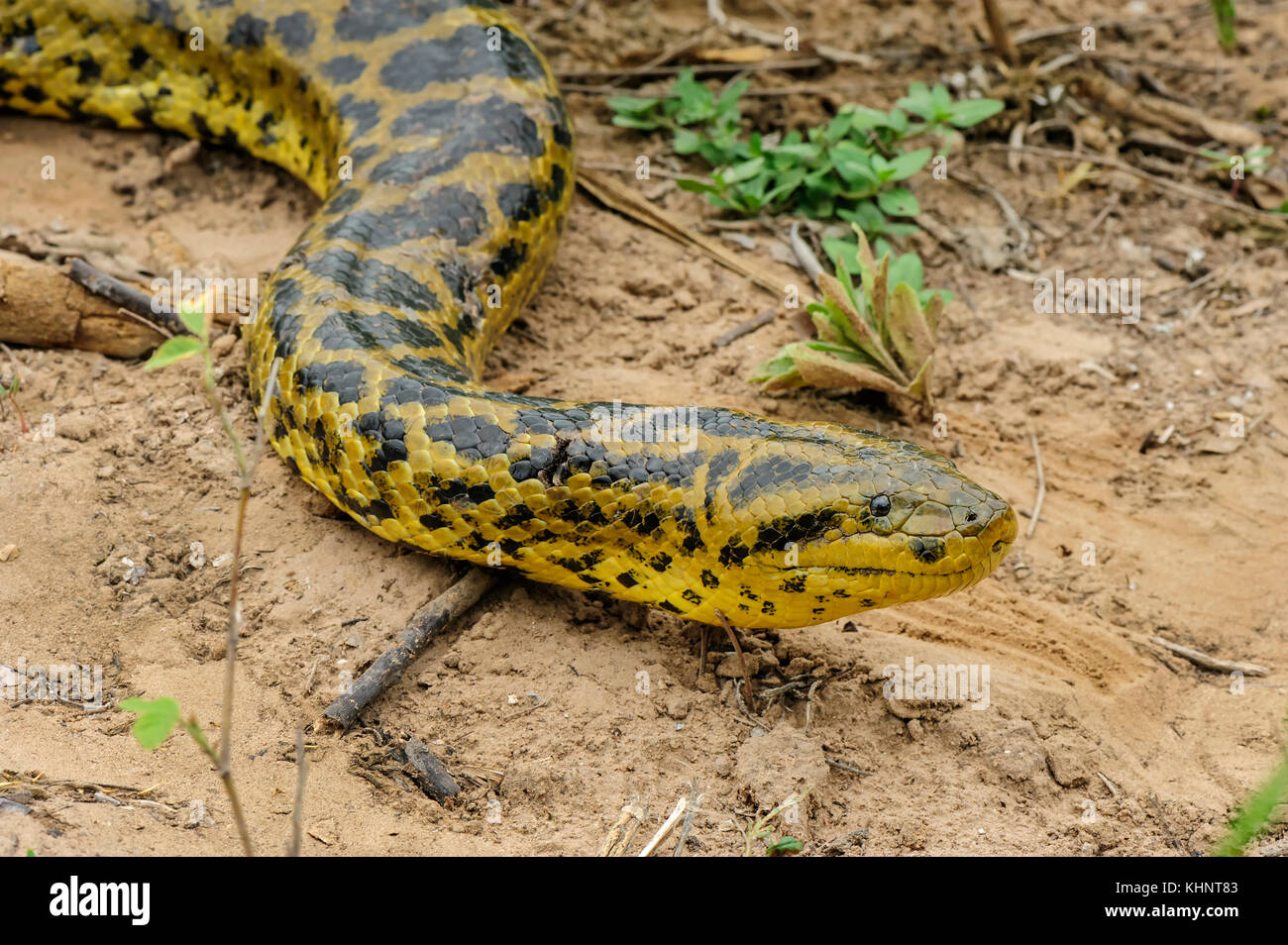 Yellow Anaconda (Eunectes notaeus), Pantanal, Mato Grosso, Brazil Stock ...