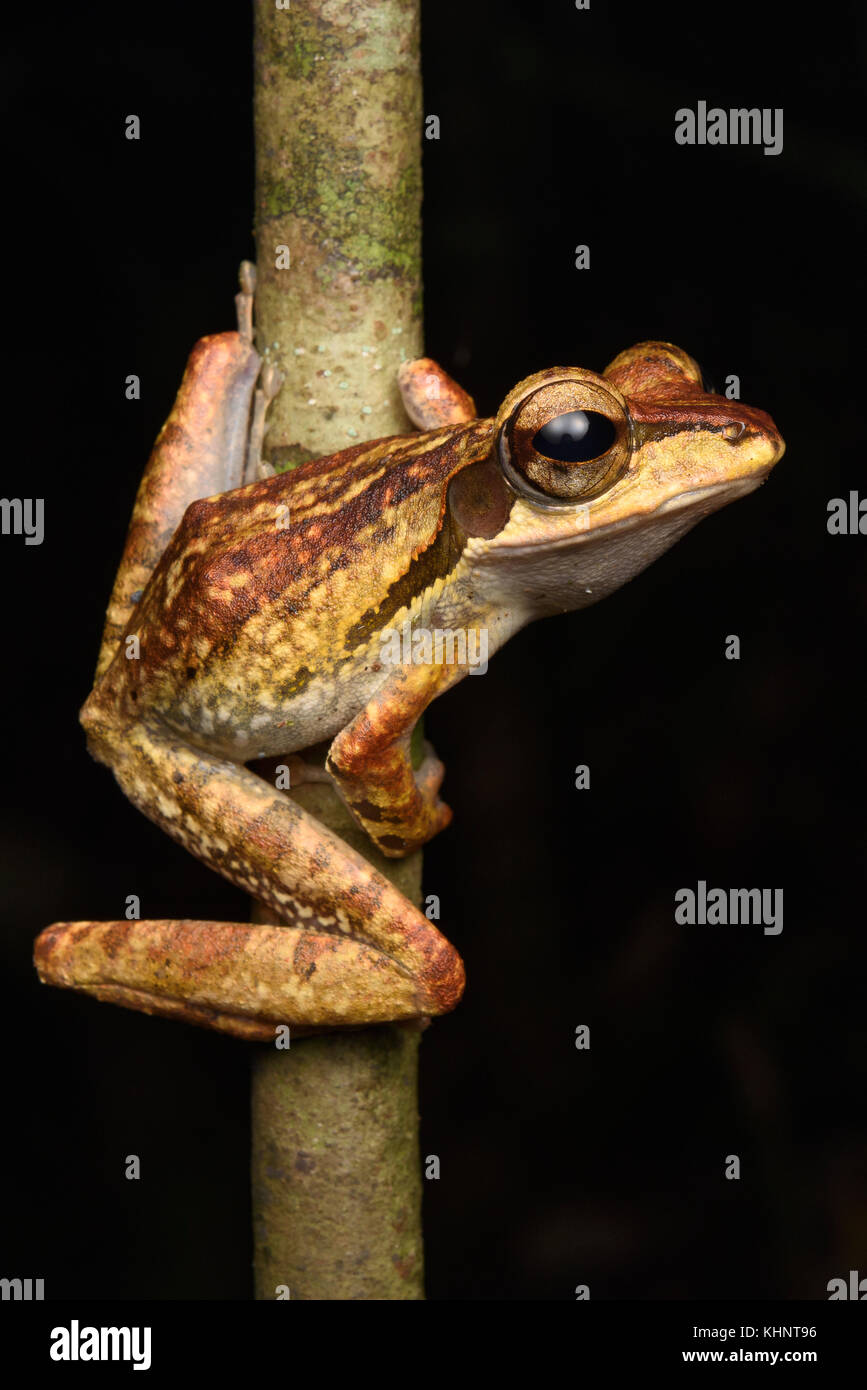 Dark-eared Tree Frog (Polypedates macrotis), Kubah National Park ...