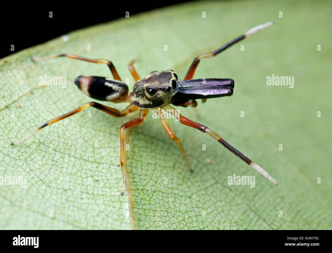Ant-mimicking Jumping Spider (Myrmarachne sp), Madagascar Stock Photo ...