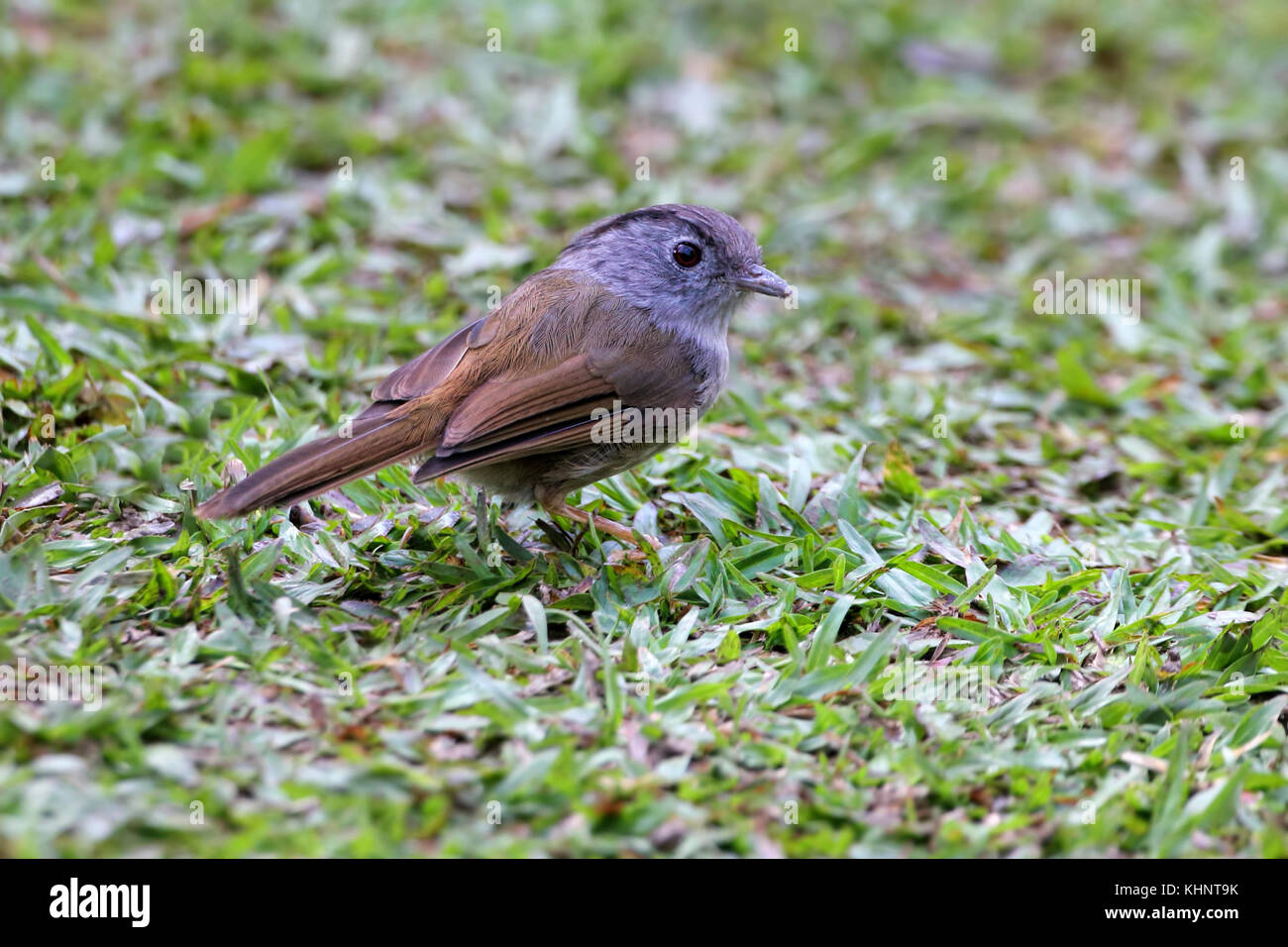 Mountain Fulvetta (Alcippe peracensis), Malaysia Stock Photo - Alamy