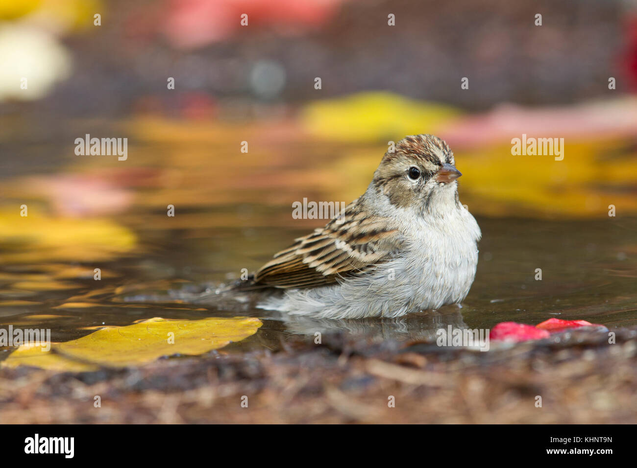 Chipping Sparrow (Spizella passerina) bathing, Troy, Montana Stock ...