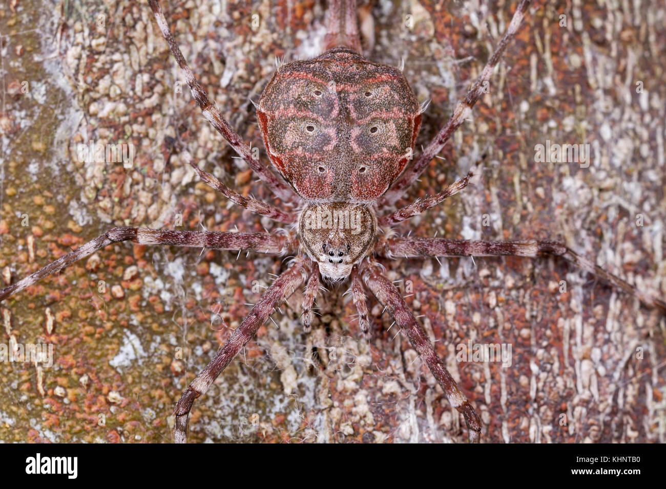 Two-tailed Spider (Hersiliidae) camouflaged on tree, Andasibe-Mantadia ...