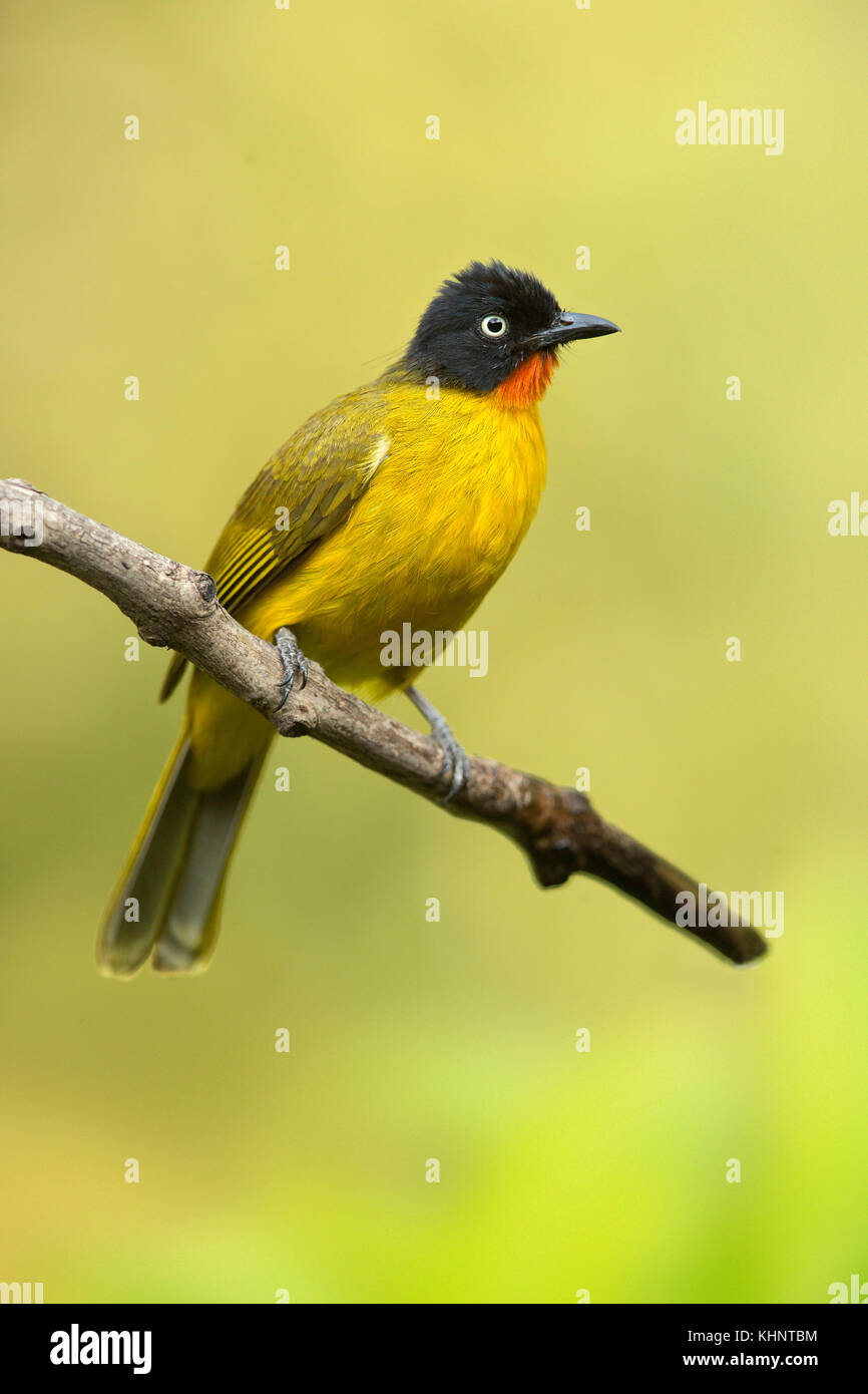 "Black-crested Bulbul (Pycnonotus melanicterus), Kerala, India Stock ...