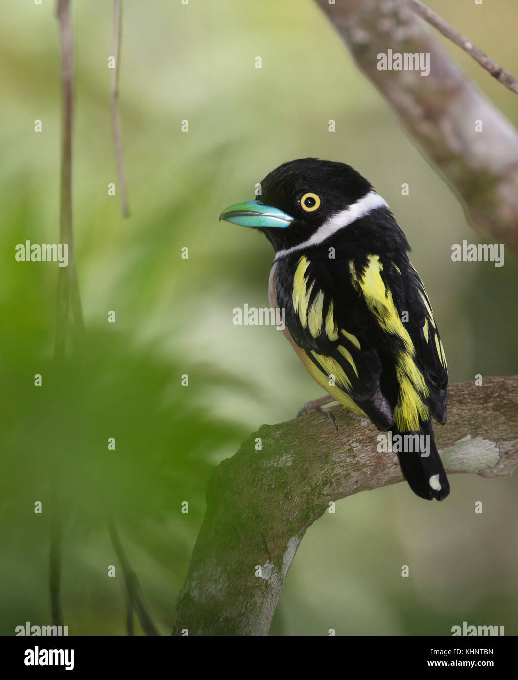 "Black-and-yellow Broadbill (Eurylaimus ochromalus), Thailand Stock ...