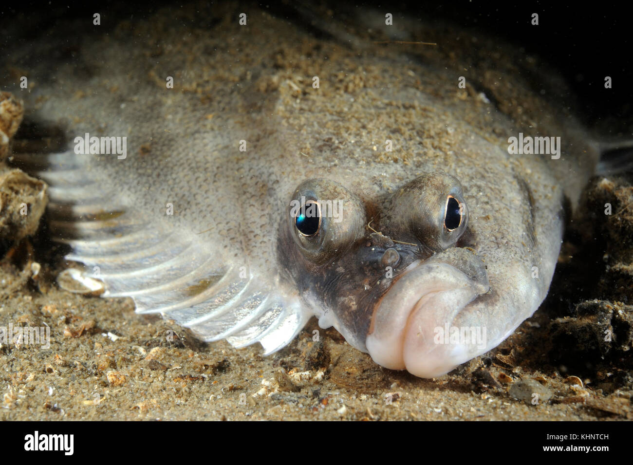 European Flounder (Platichthys flesus) on the floor of the North Sea ...