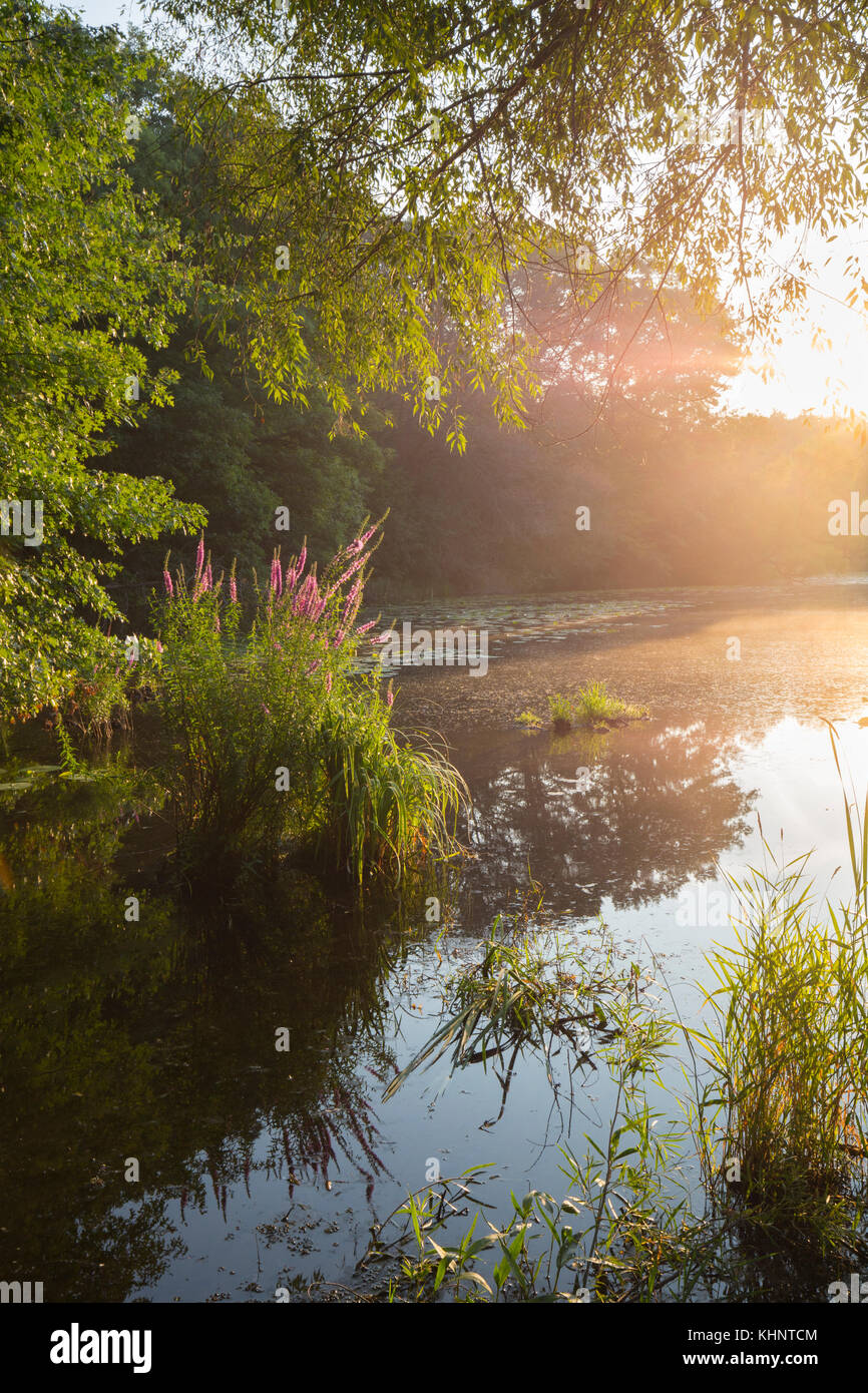 Purple Loosestrife (Lythrum salicaria), invasive plant flowering in ...