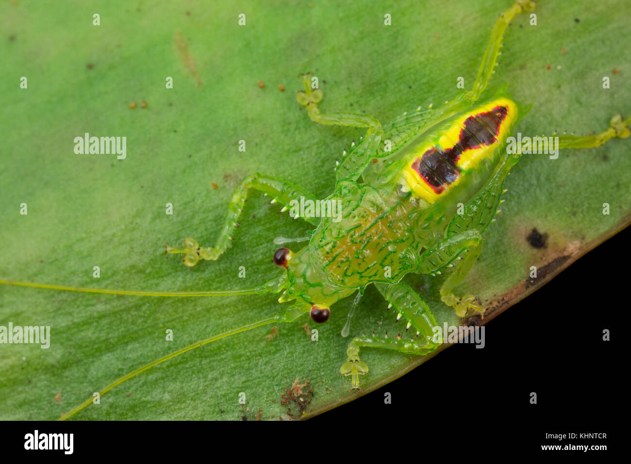 Katydid (Vestria sp), Danum Valley Conservation Area, Sabah, Borneo ...