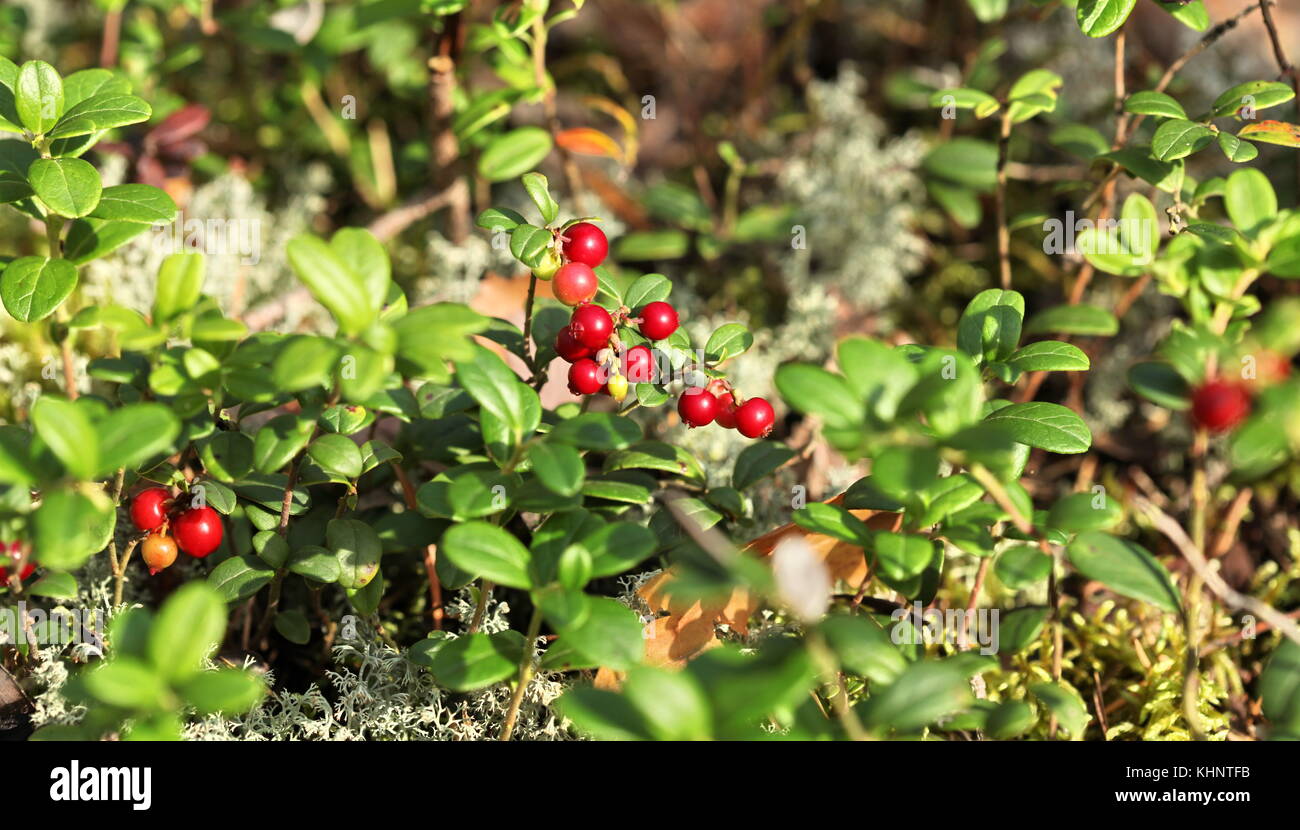 The Forest cranberries in nature Stock Photo - Alamy