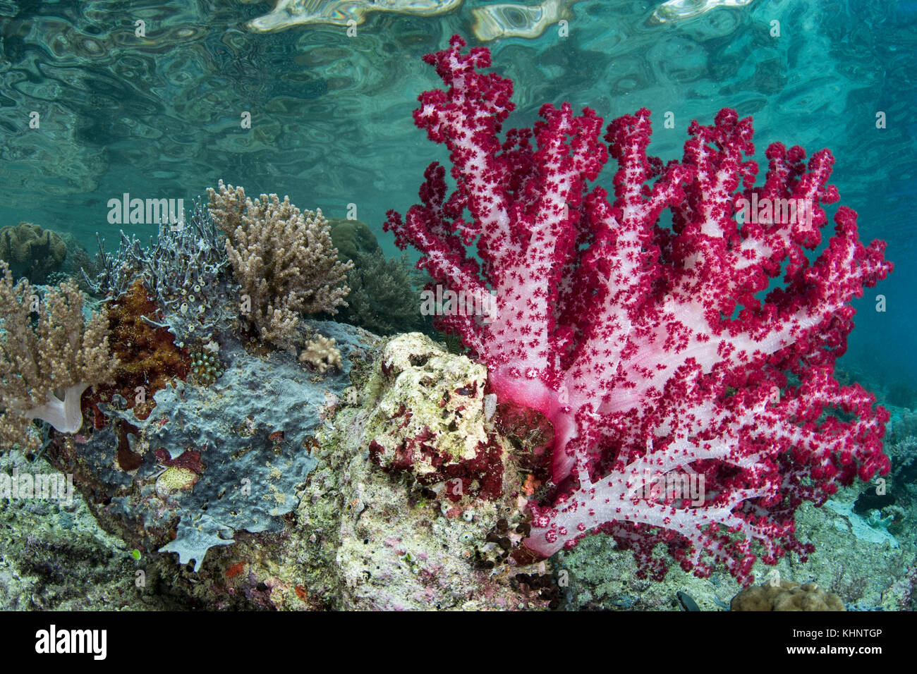 Soft Coral (Nephthea sp), Raja Ampat Islands, Indonesia Stock Photo - Alamy
