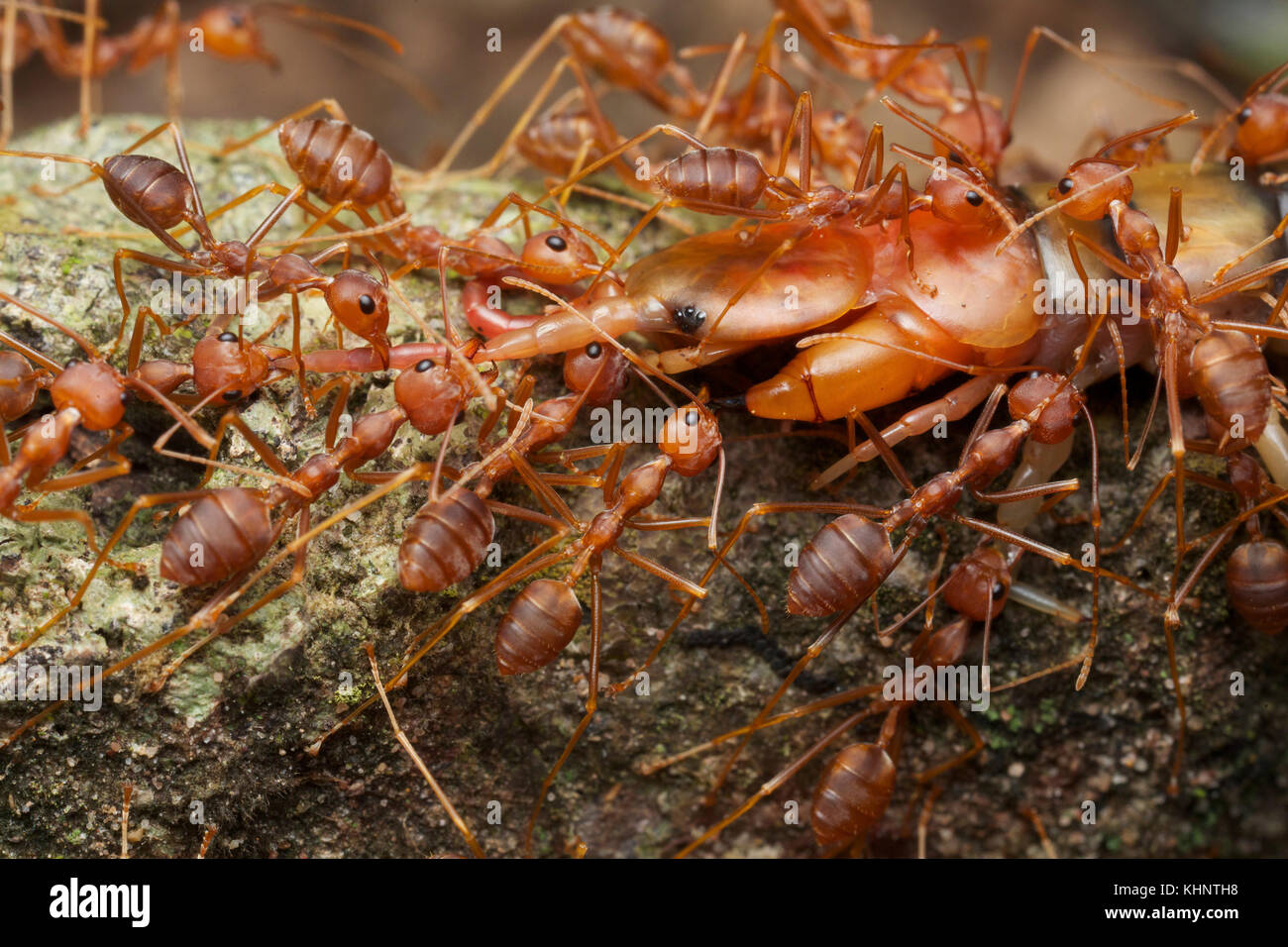 Green Tree Ant (Oecophylla smaragdina) group predating centipede ...