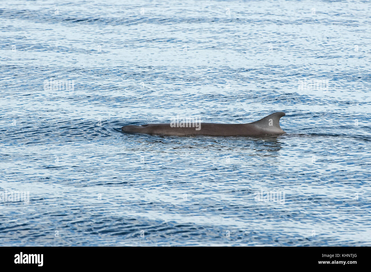 Dwarf Sperm Whale (Kogia sima) surfacing, Gulf of California, Baja ...