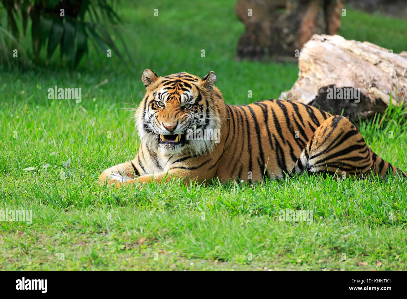 Sumatran Tiger (Panthera tigris sumatrae) male snarling, Miami, Florida ...