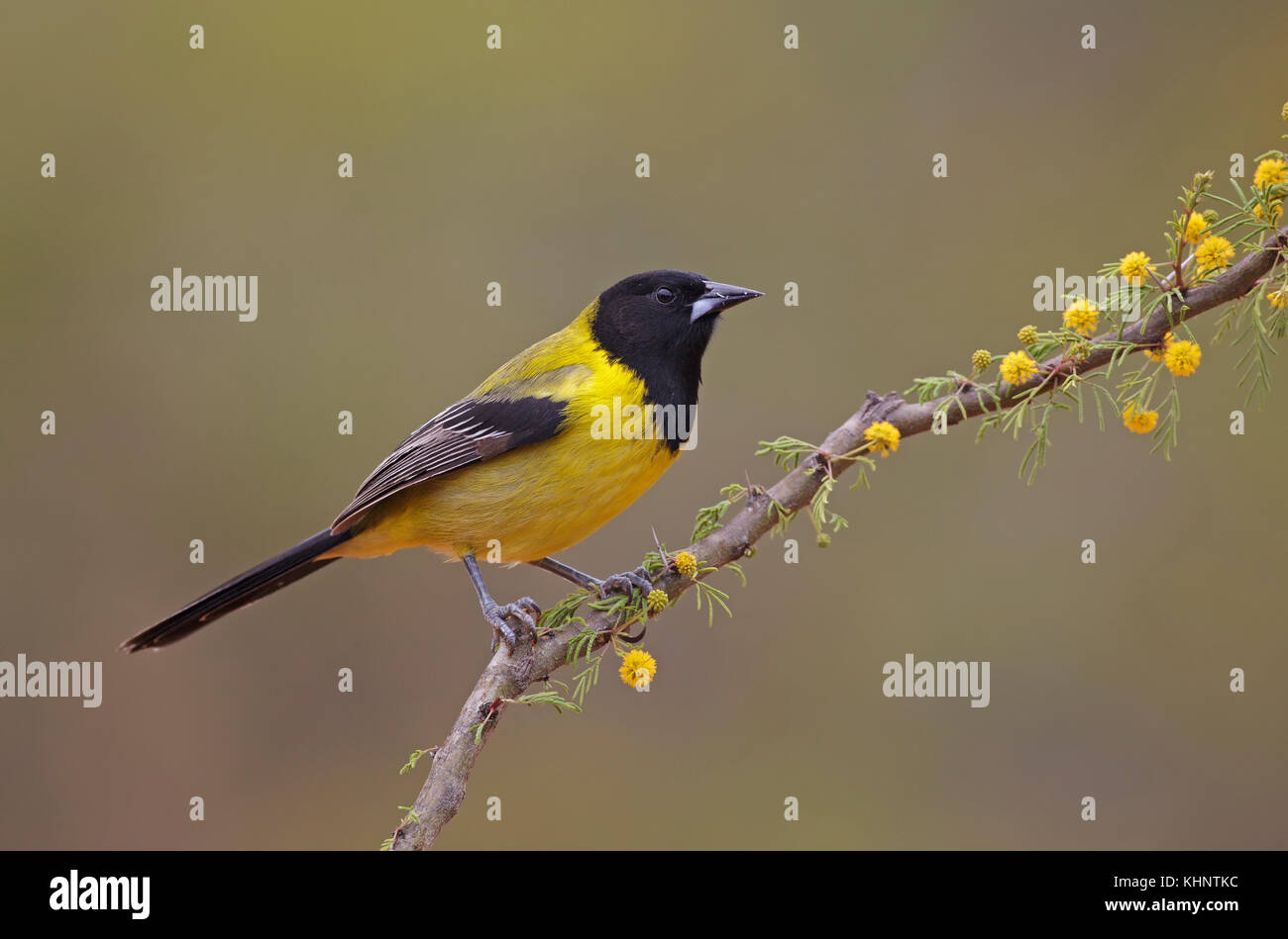 "Audubon's Oriole (Icterus graduacauda) male, Texas Stock Photo - Alamy