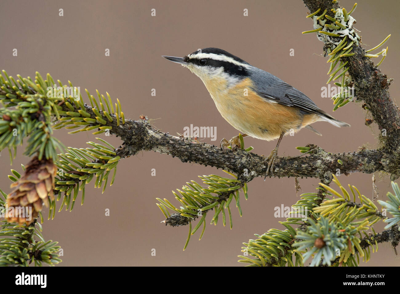 Red-breasted Nuthatch (Sitta canadensis), Alaska Stock Photo - Alamy