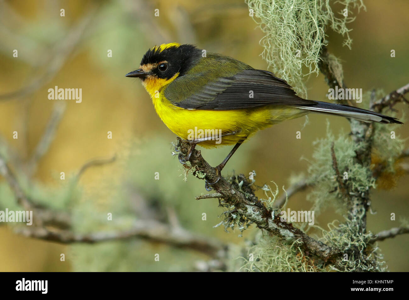 Yellow-crowned Redstart (Myioborus flavivertex), Colombia Stock Photo ...