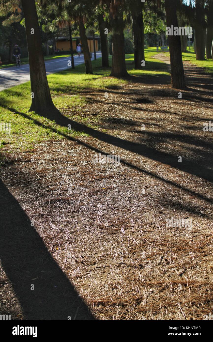 Tree trunks and shadows in the forest Stock Photo - Alamy